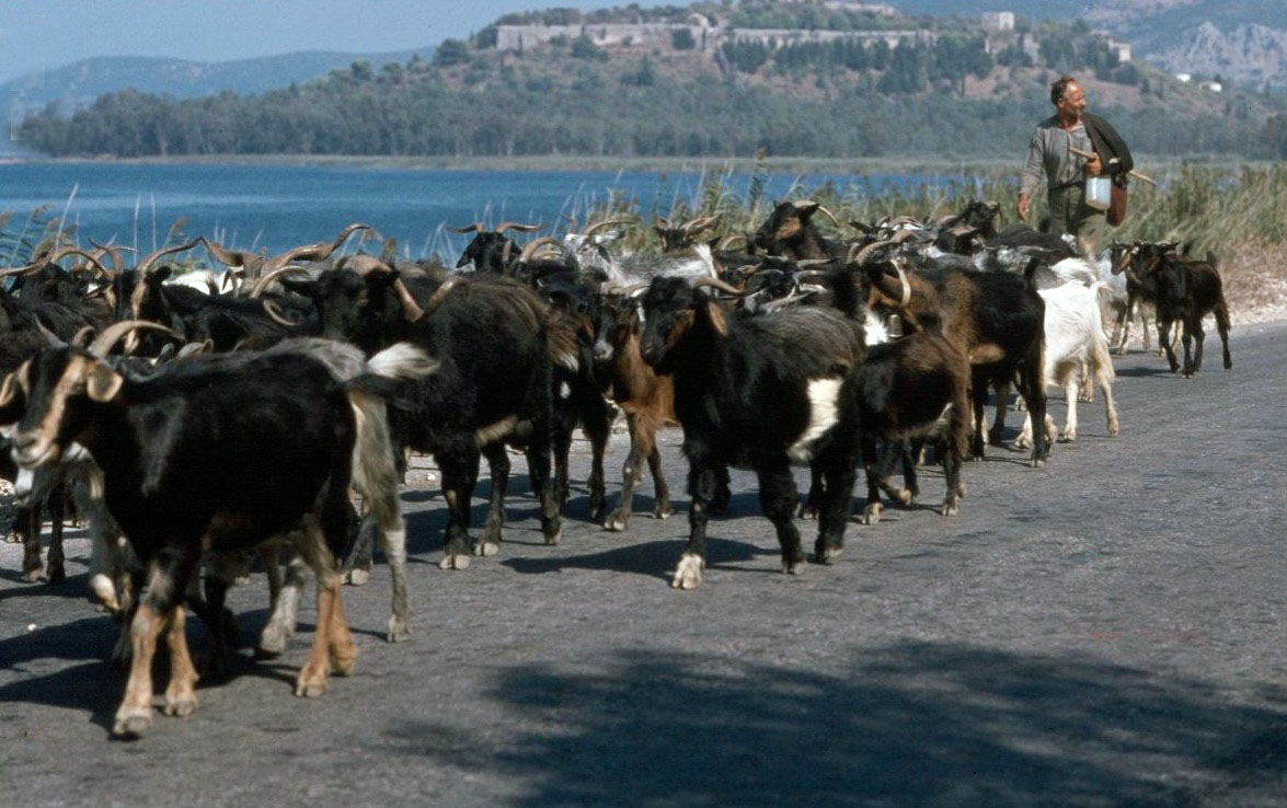 Με φόντο το Κάστρο των Ρωγών..... - Δόξες Αγήραντες του ΔεσποτάτουΔόξες ...